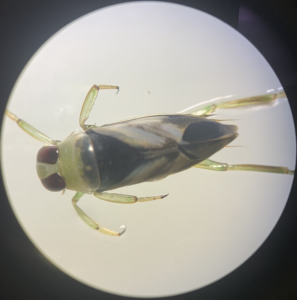 Notonecta indica from Ruston, LA 71270, USA on June 13, 2024 at 11:44 ...