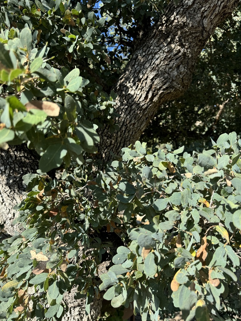Mexican blue oak from Pima County, AZ, USA on June 14, 2024 at 07:35 AM ...