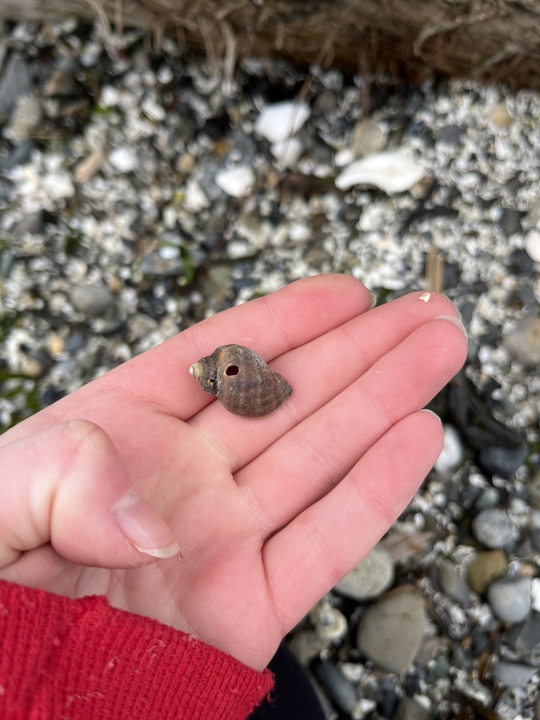 Striped Dogwinkle from Fourth St, Mukilteo, WA, US on June 14, 2024 at ...