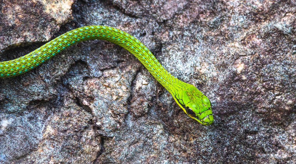 Emerald Snake from Lope, Gabon on September 22, 2018 at 04:14 PM by ...