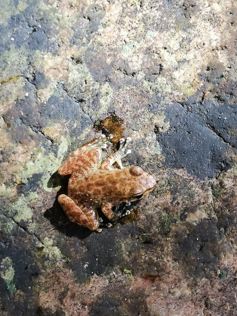 Wuyi torrent frog from Gutian Mountain, Kaihua County, Quzhou, China ...