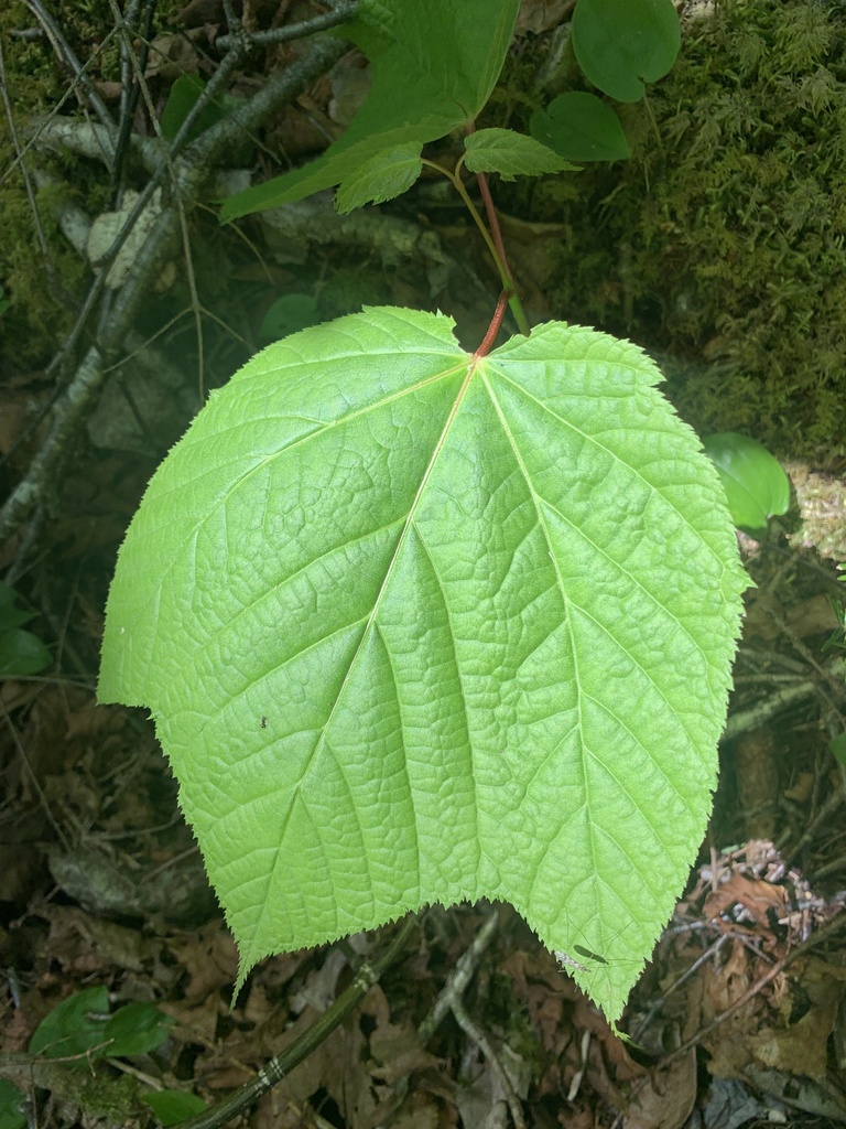 striped maple from Cape Breton Island, Cape Breton, NS, CA on June 14 ...