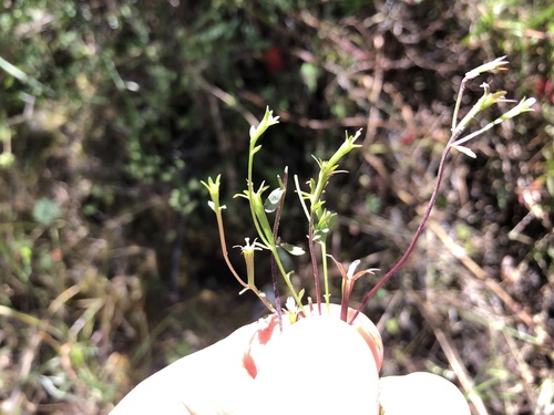 Subespecie Githopsis diffusa diffusa · iNaturalist Ecuador