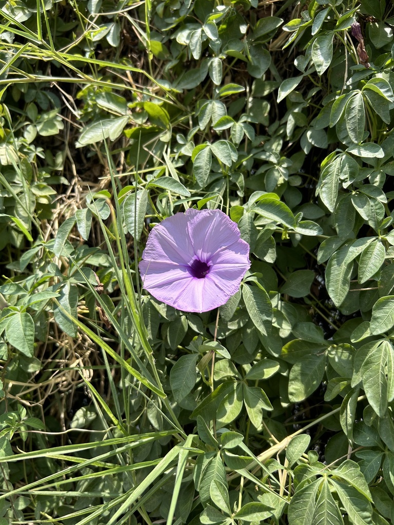 Mile-a-minute vine from Calle del Trabajo, San Isidro, Jal., MX on June ...