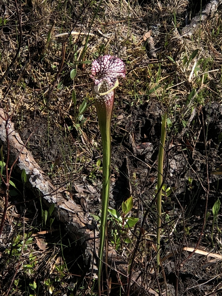 white pitcher plant in March 2024 by JeffreyGammon · iNaturalist