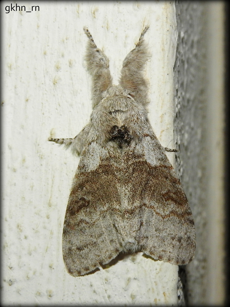 Pale Tussock Moth from Karasu, Sakarya, Türkiye on April 20, 2016 at 01 ...