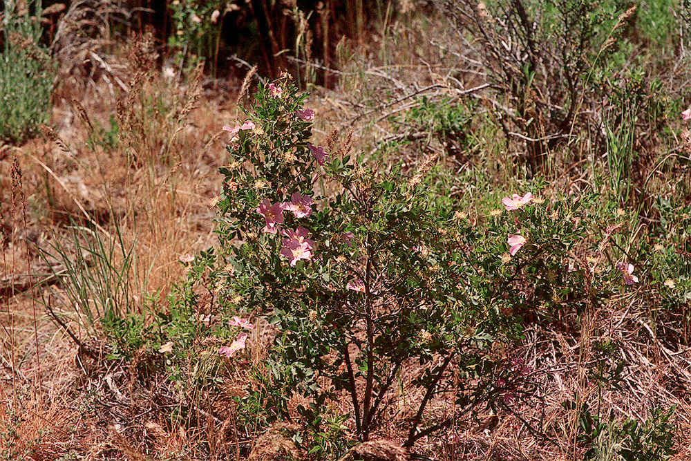 Woods' rose (Plants of Rosewood Nature Study Area) · iNaturalist