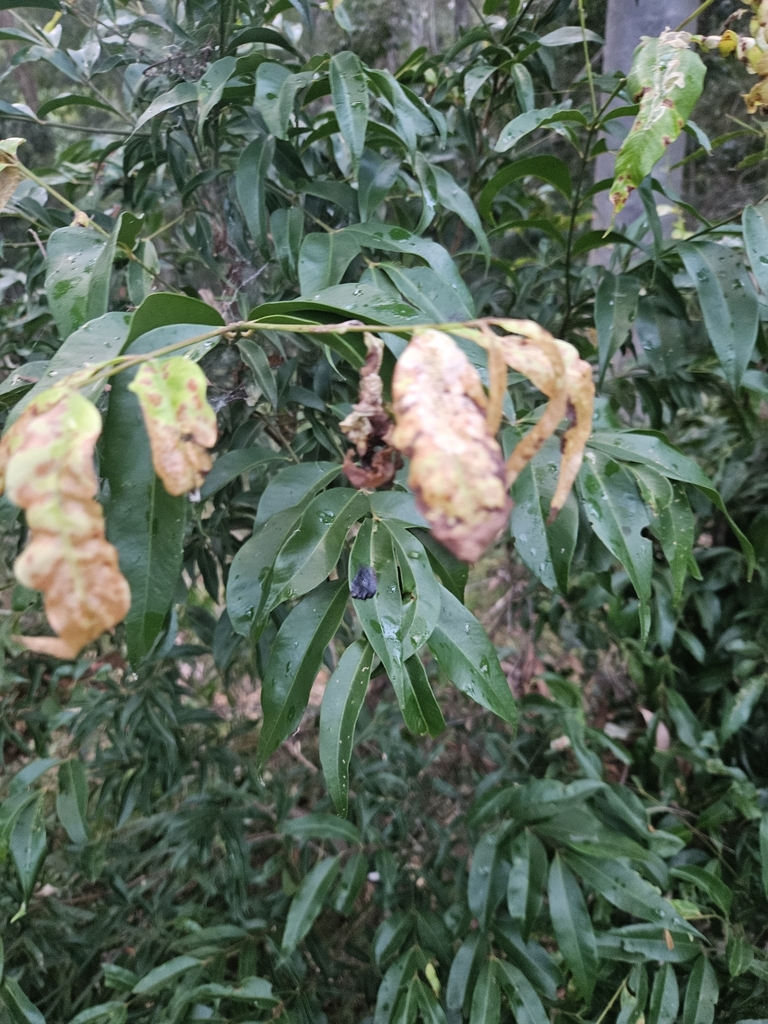 Myrtle Rust from Cornubia QLD 4130, Australia on June 15, 2024 at 06:49 ...