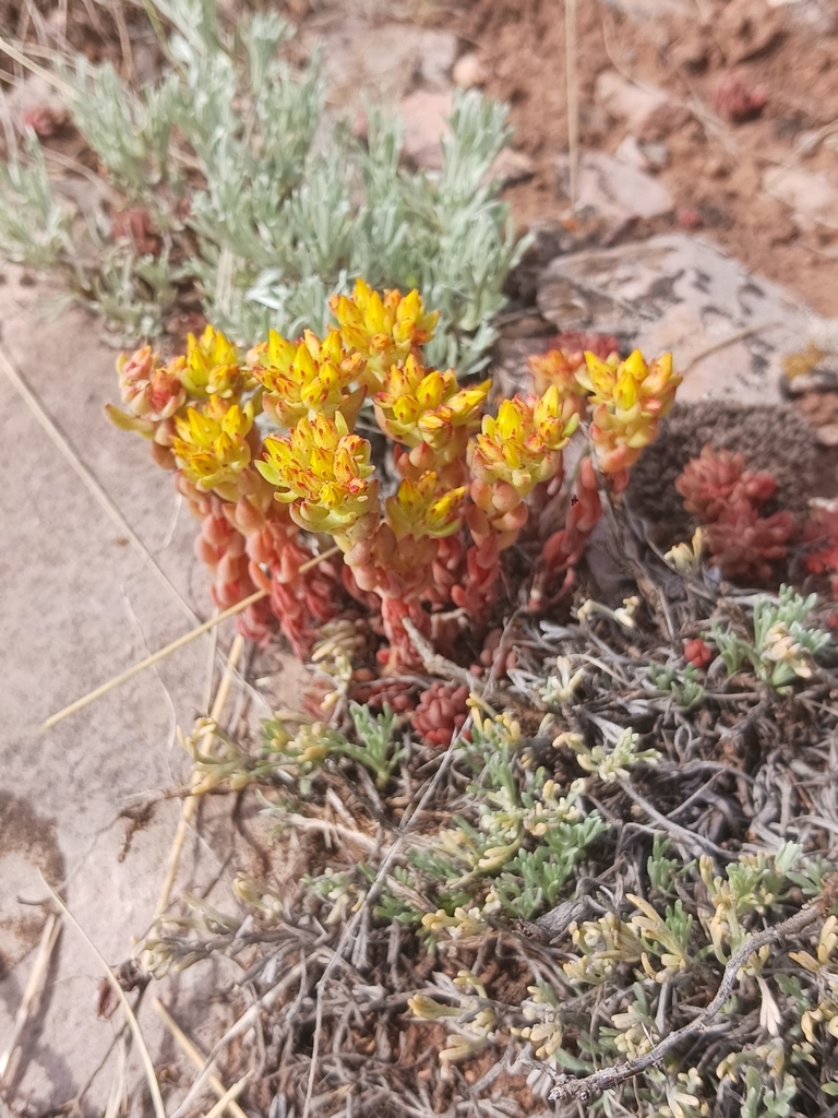 Lanceleaf Stonecrop from Laramie, WY 82070, USA on June 14, 2024 at 04: ...