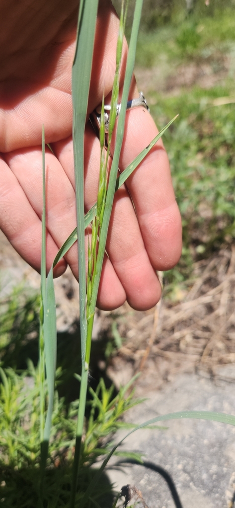 blue wild rye from Olympic Valley, CA 96146, USA on June 14, 2024 at 03 ...