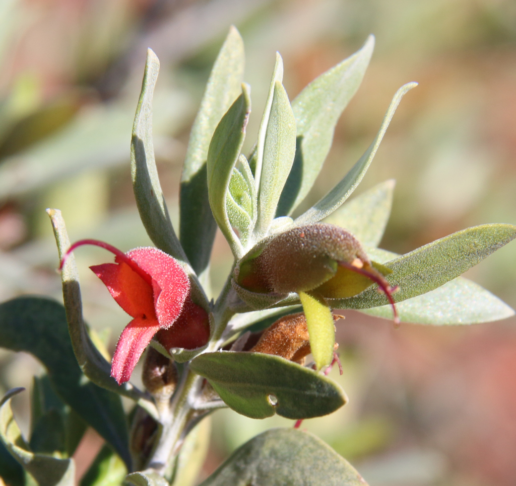 Common Emu-Bush from Kilcowera Station, Thargomindah QLD 4492 ...