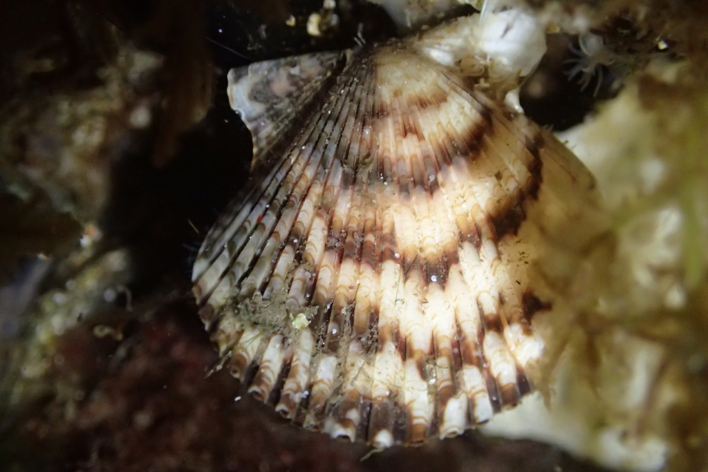 Pacific Calico Scallop (China Cove Organisms) · iNaturalist