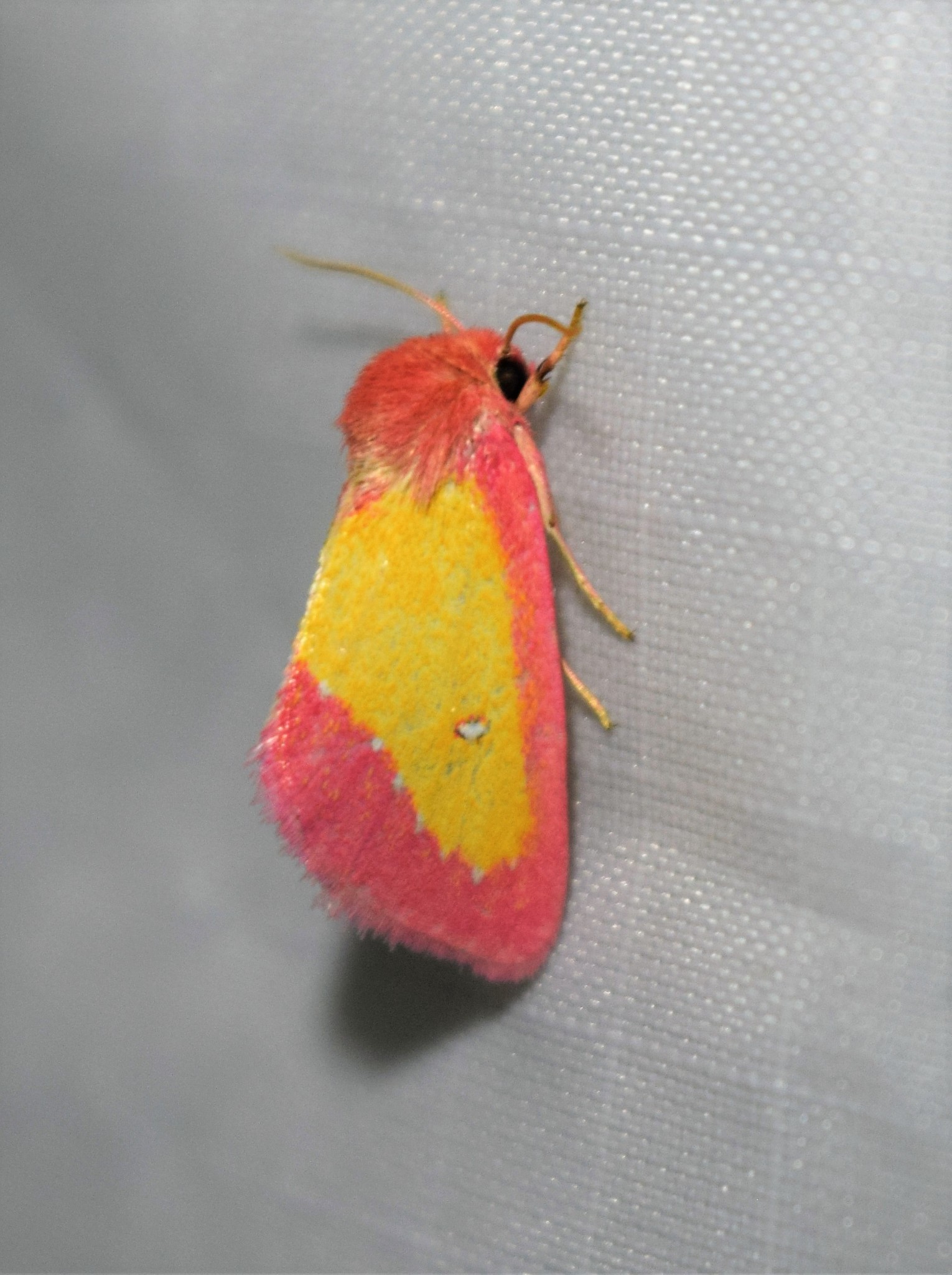 Derrima Walker, 1858