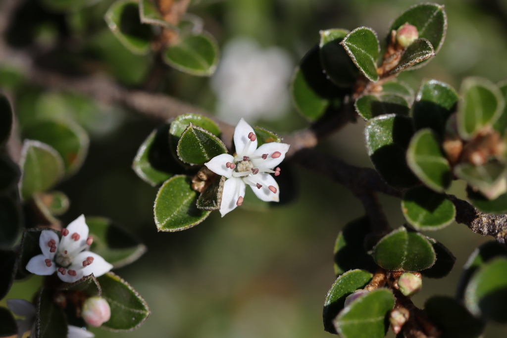 ovate phebalium from Charlotte Pass NSW, Australia on March 8, 2024 at ...