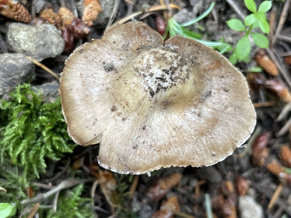 Inocybe grammata from SE 85th St, Newcastle, WA, US on June 14, 2024 at ...