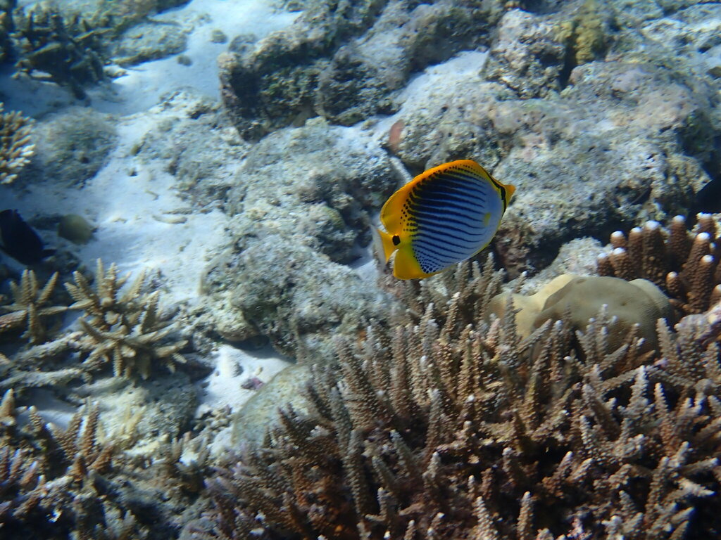 Spot-tail Butterflyfish from Raja Ampat Regency, West Papua, Indonesia ...