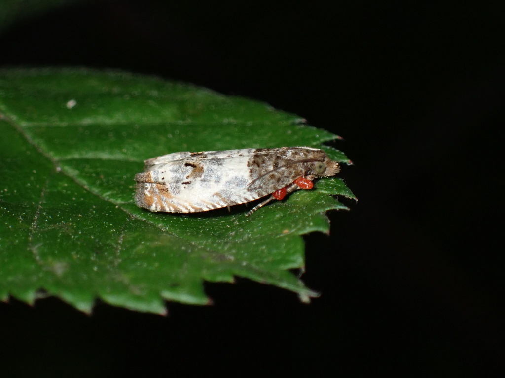 Doubleday's Notocelia Moth in June 2024 by Sus scrofa. host to some ...
