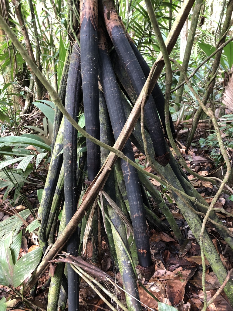 Iriartea deltoidea from Chepo, PA-PN, PA on May 20, 2019 at 09:44 AM by ...