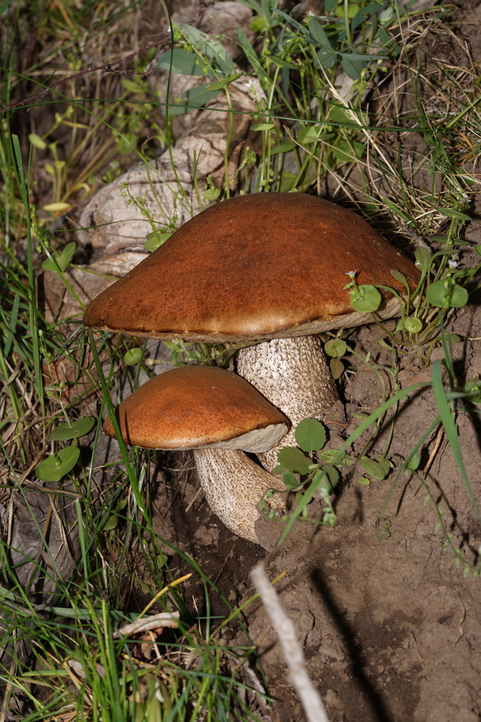 aspen bolete from Rogerson, ID, US on June 14, 2024 at 11:26 AM by ...