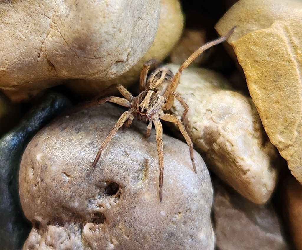 lance wolf spider from Lancaster, OH 43130, USA on June 14, 2024 at 08: ...