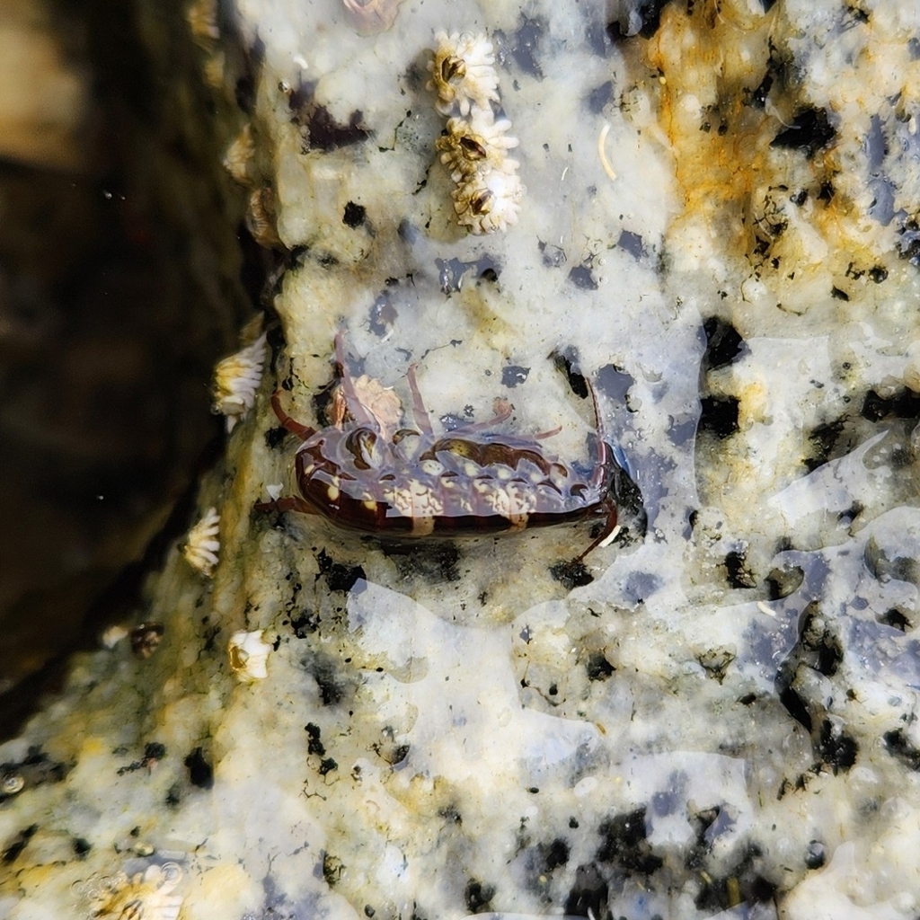 Hyalidae from Capital Regional District, BC, Canada on June 14, 2024 at ...