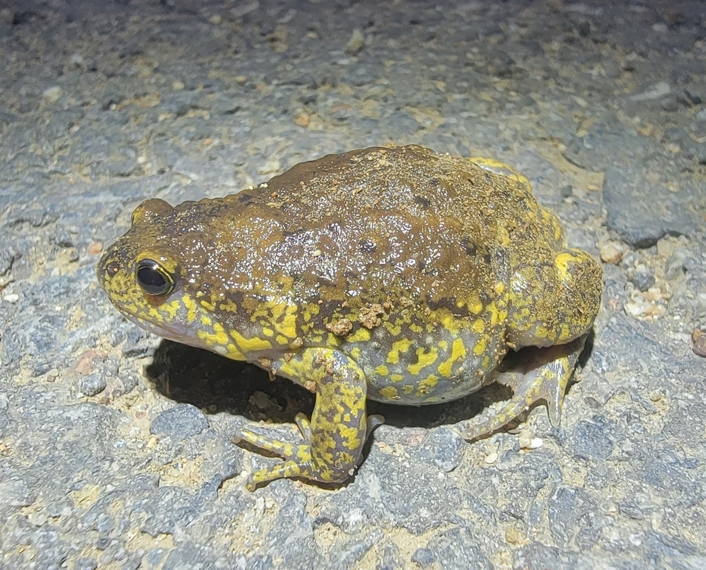 Boreal Digging Frog from Dalian, CN-LN, CN on June 15, 2024 at 12:40 AM ...