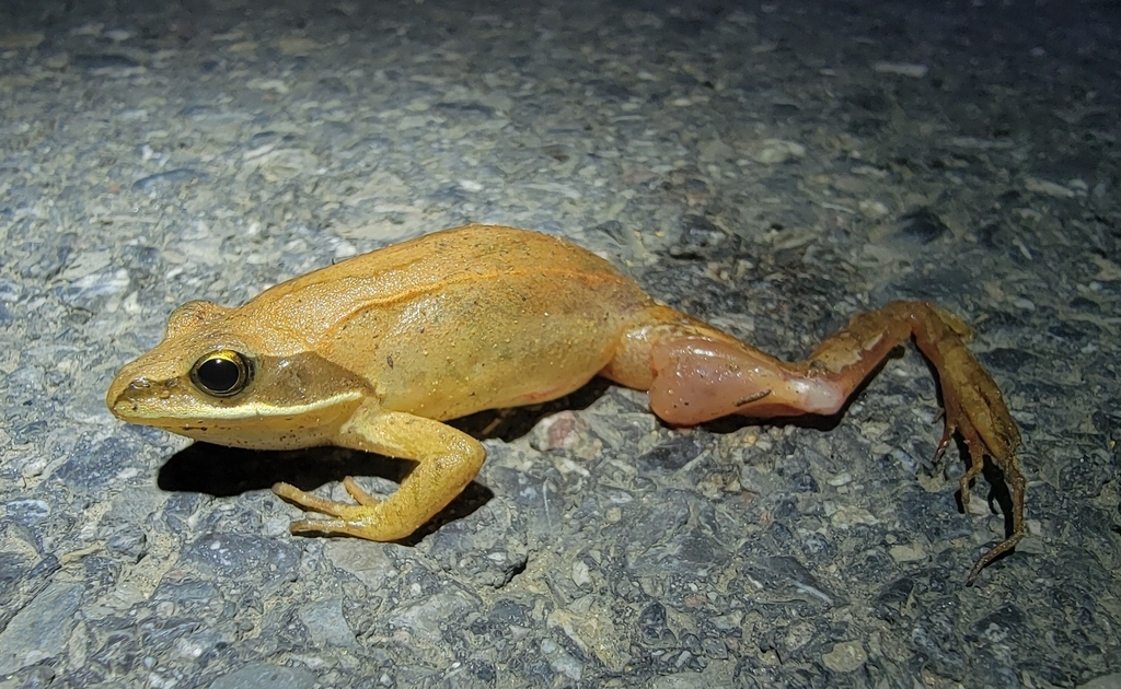 Korean Brown Frog from Dalian, CN-LN, CN on June 15, 2024 at 01:38 AM ...