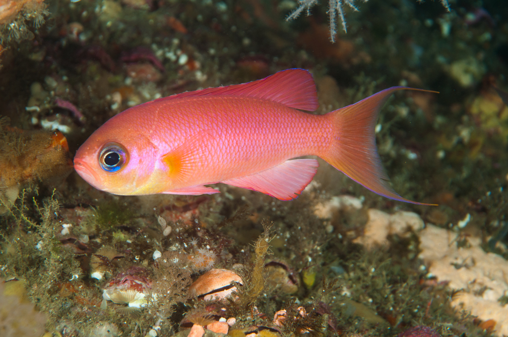 Rosy Perch (Fishes of Port Phillip Bay, Victoria) · iNaturalist