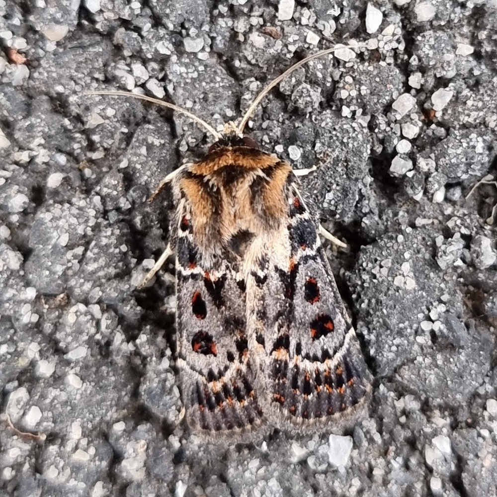 Proteuxoa sanguinipuncta from Melbourne VIC, Australia on March 14 ...