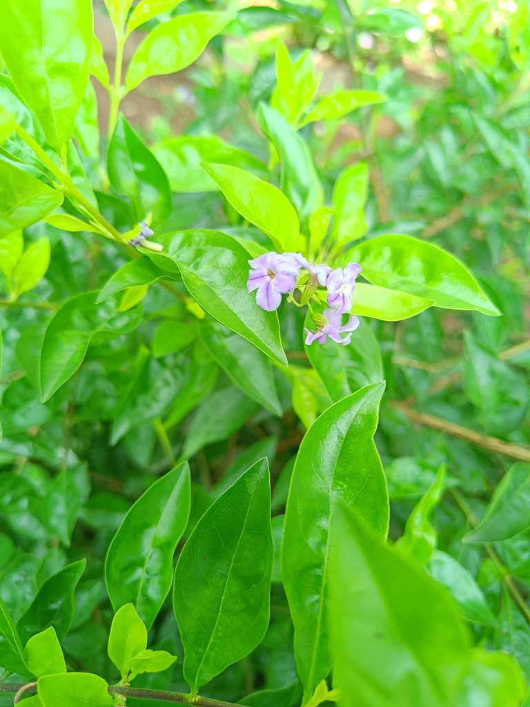skyflower from Nature Park/P.M.G.P. Colony, H Block BKC, Dharavi ...