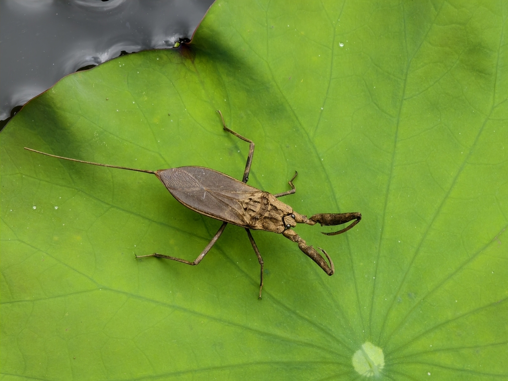 Laccotrephes pfeiferiae from 251台灣新北市淡水區251 on June 14, 2024 at 10:26 ...