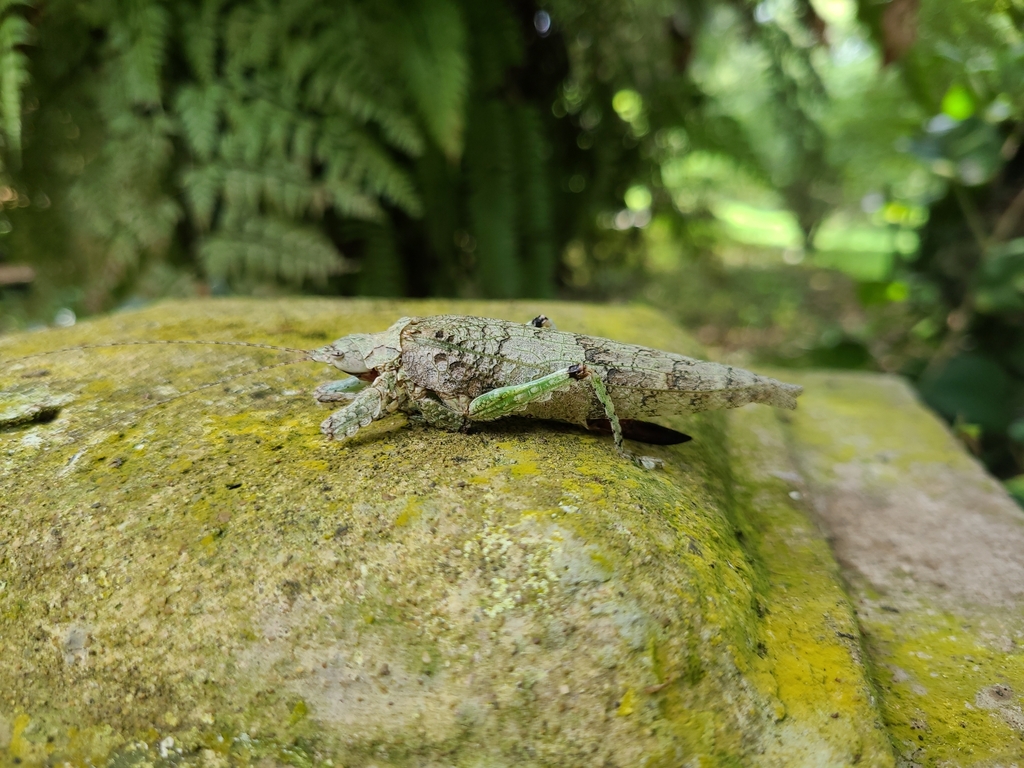Sathrophyllia femorata from Nho Quan on June 15, 2024 at 10:26 AM by ...