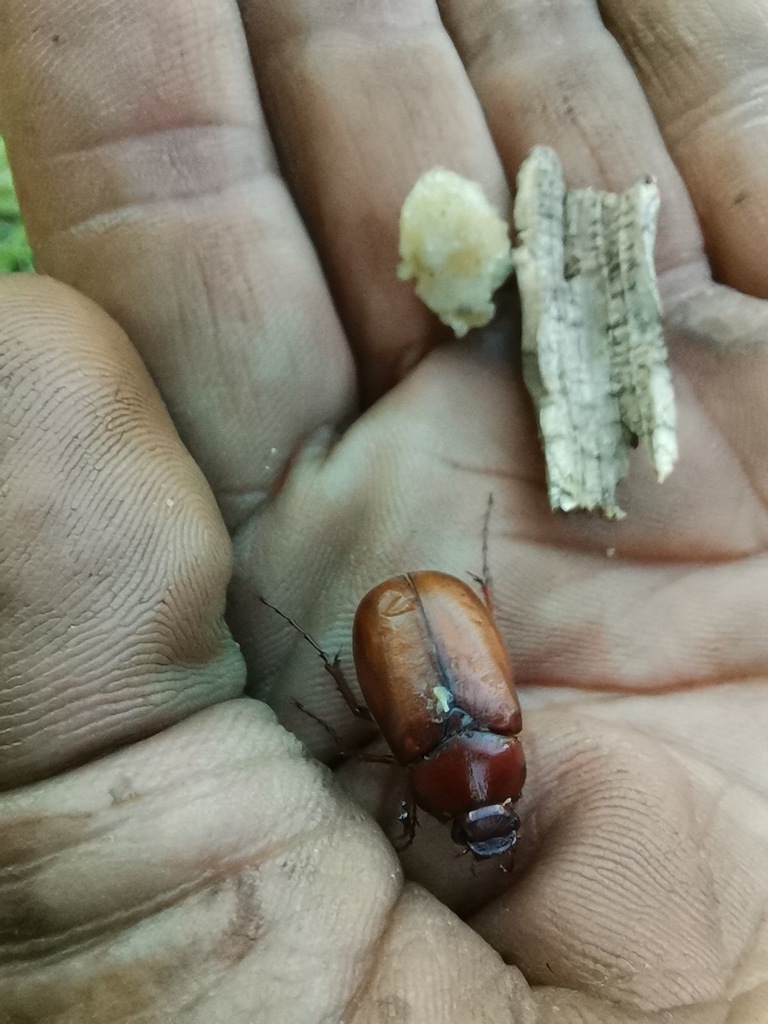 Mayate de Mayo desde Rosales, Chih., México el 14 de junio de 2024 a ...