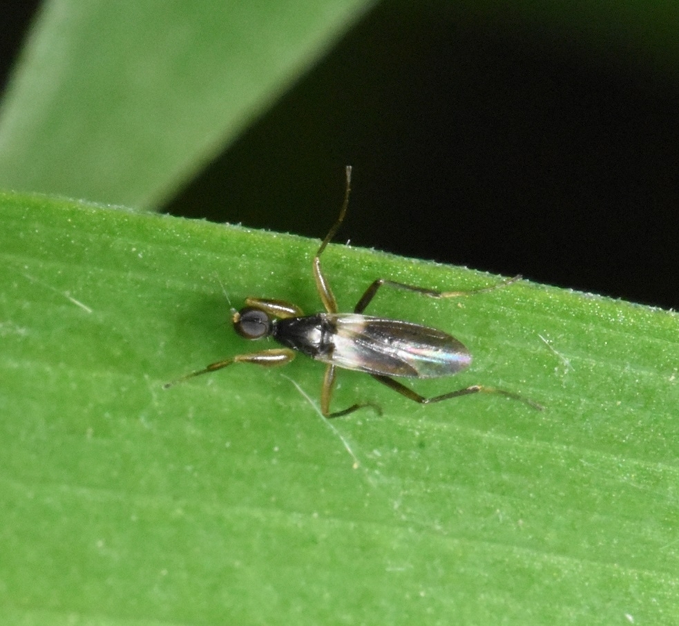 Tachydromia from Imperial, SK S0G 2J0, Canada on June 9, 2024 at 04:40 ...