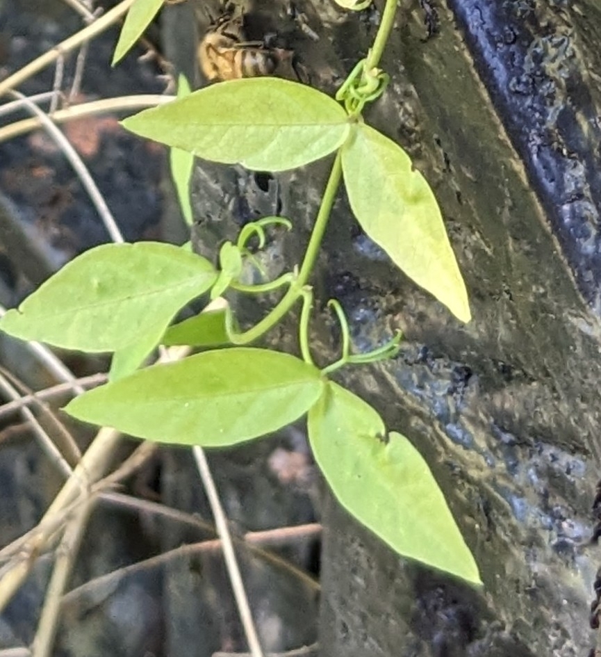 Catclaw vine from Garden District, New Orleans, LA, USA on June 11 ...