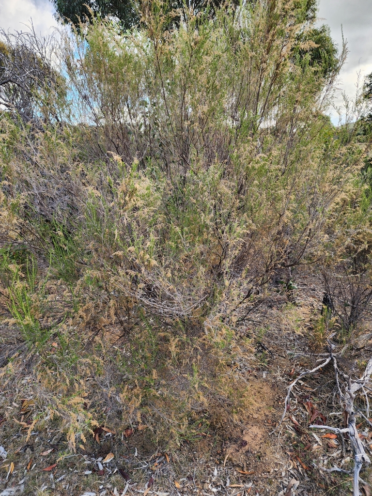 Sifton Bush from Glenmore VIC 3340, Australia on June 15, 2024 at 01:50 ...