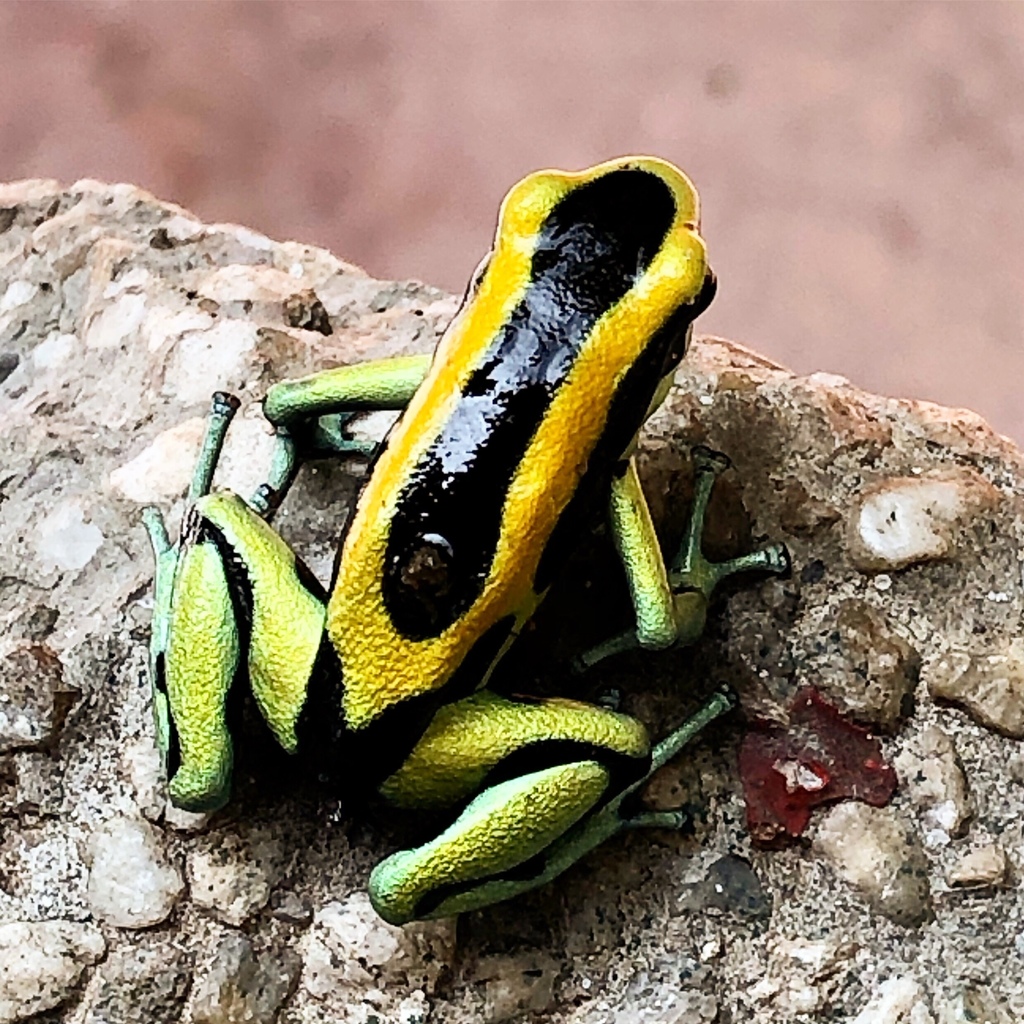 Rana venenosa de rayas amarillas (Especies de Anfibios del Meta ...