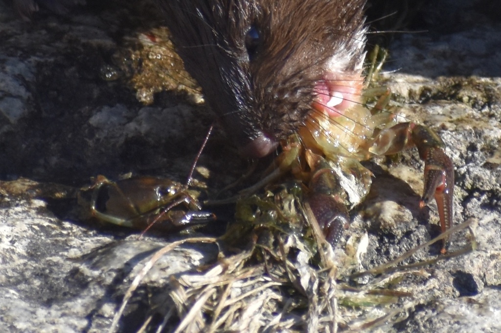 Rusty Crayfish from Christopher Columbus, WI, US on June 10, 2024 at 06 ...