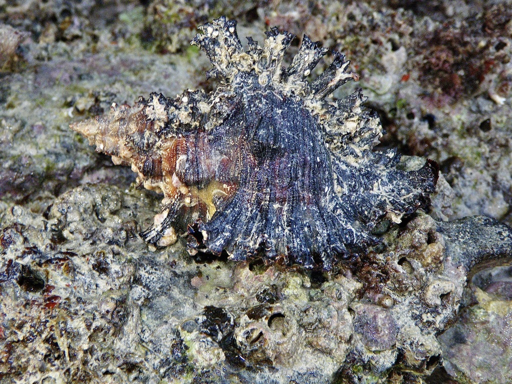 firebrand murex in September 2012 by johneichler · iNaturalist