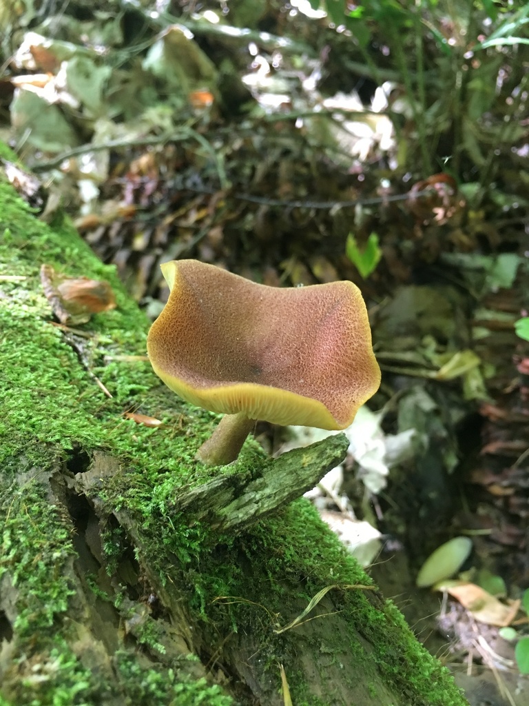 Tricholomopsis flammula from Orange County, IN, USA on May 20, 2019 at ...
