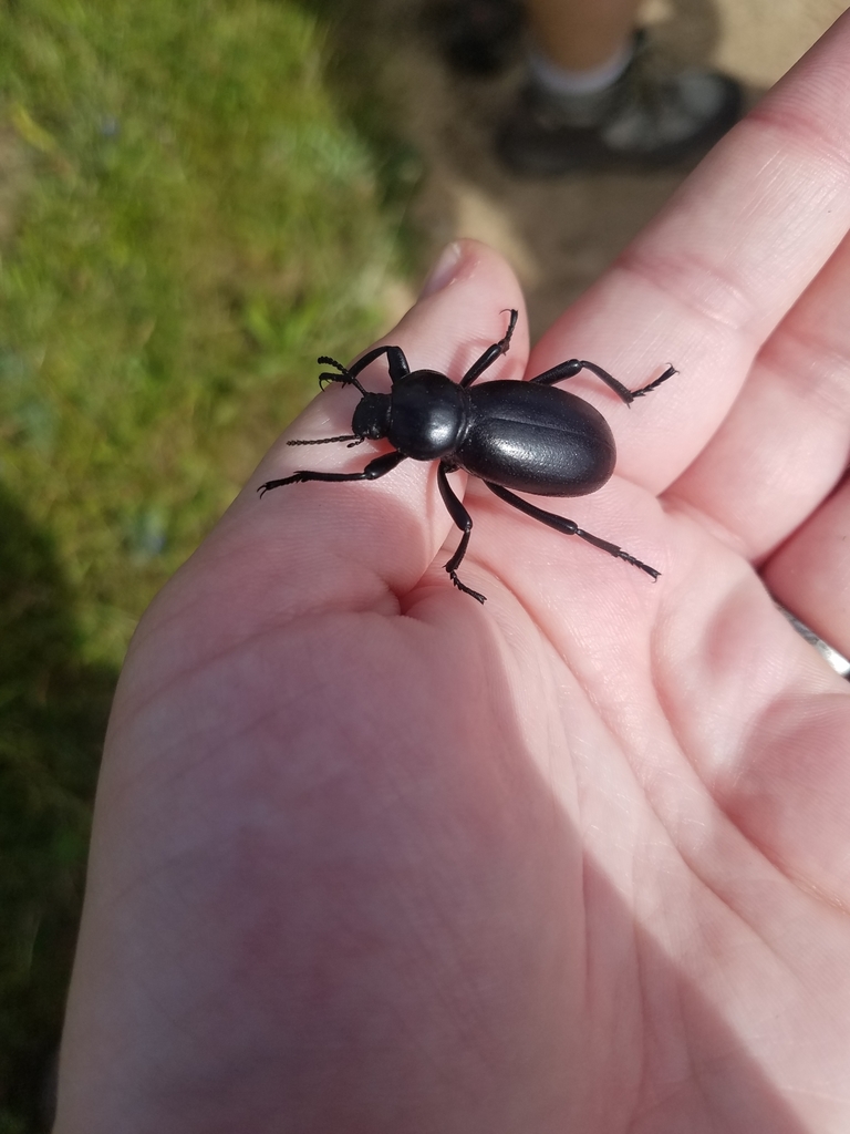 Eleodes grandicollis from Point Reyes National Seashore, Marin County ...