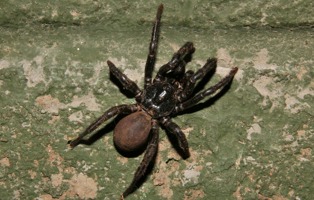 Heligmomerus from Area 43, Lilongwe, Malawi on November 1, 2016 at 06: ...