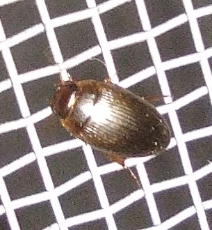 Copelatus glyphicus from Kirbyville on June 14, 2024 at 10:15 PM by ...