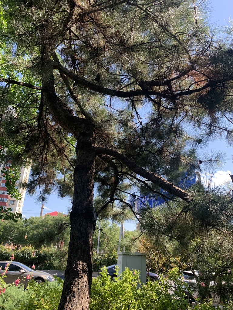 Chinese red pine from 菜户营, 北京市, CN on June 15, 2024 at 03:31 PM by ...