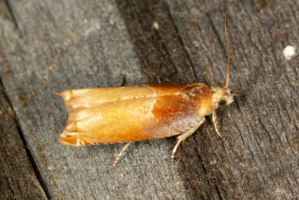 Two-toned Ancylis Moth from The Rock, MI, USA on June 15, 2024 at 03:19 ...