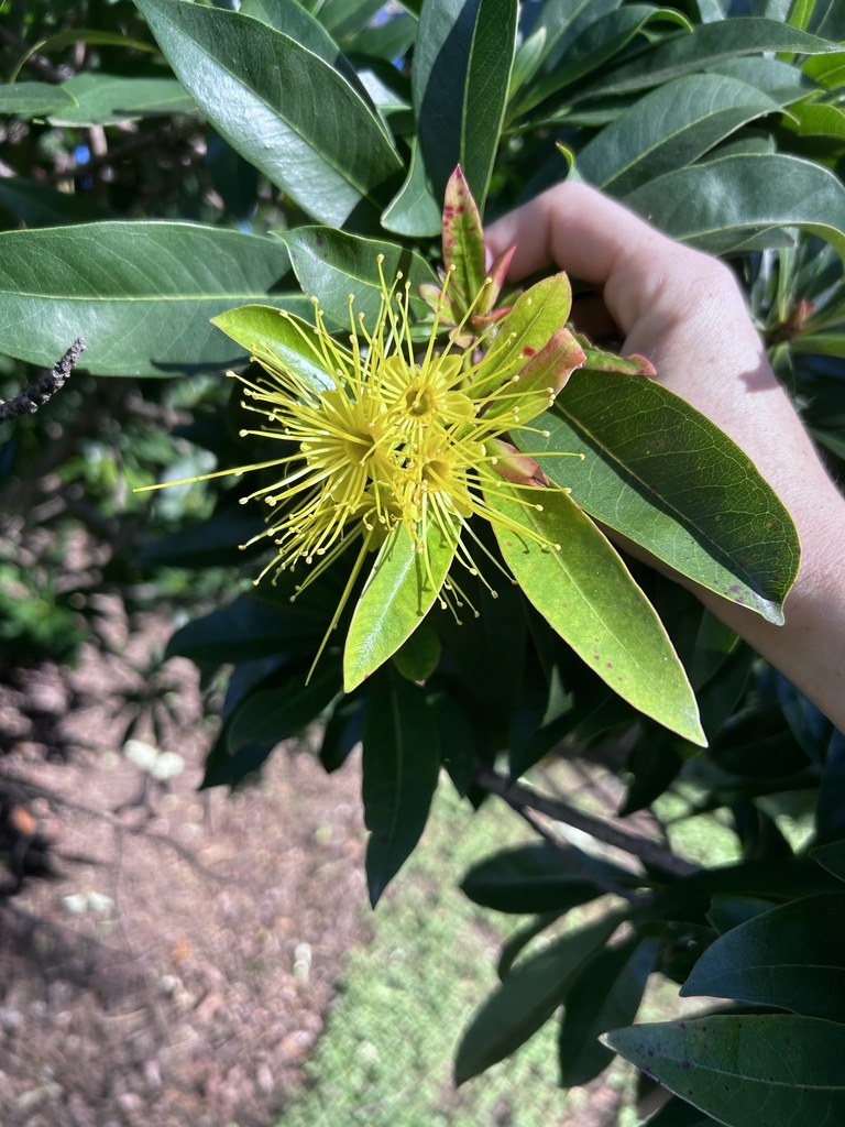 Golden Penda from Nicholas Cl, Narangba, QLD, AU on June 15, 2024 at 09 ...