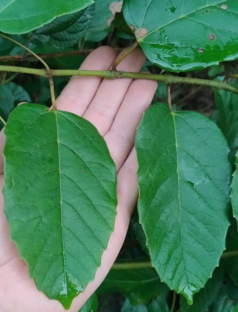 Kangaroo Vine from Mount Mellum QLD 4550, Australia on June 15, 2024 at ...