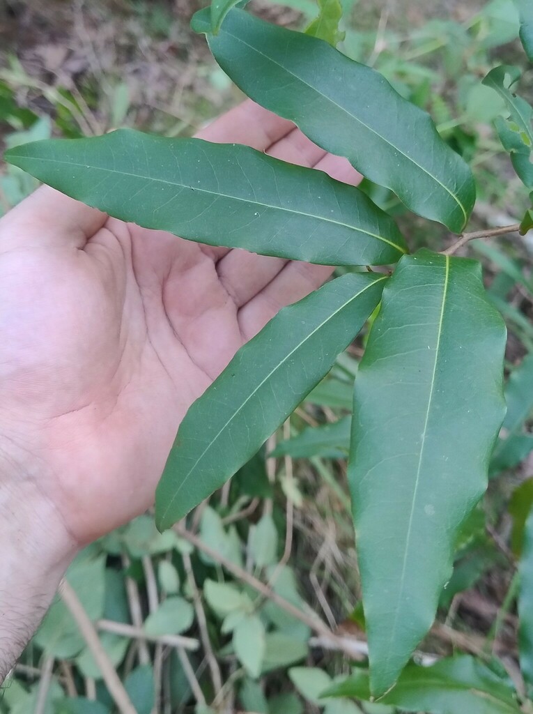 Zig-zag Vine in June 2024 by R.M. Uncommon vine near fern valley. · iNaturalist