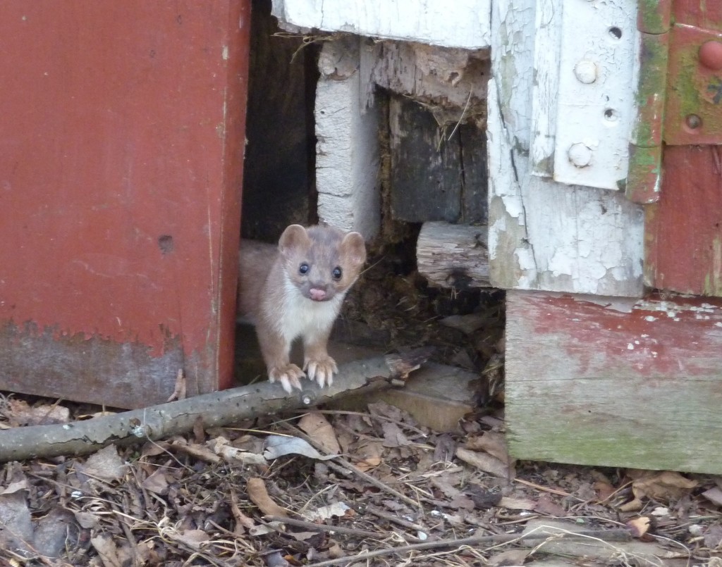 Long-tailed Weasel from West Rutland, VT 05777, USA on April 14, 2013 ...