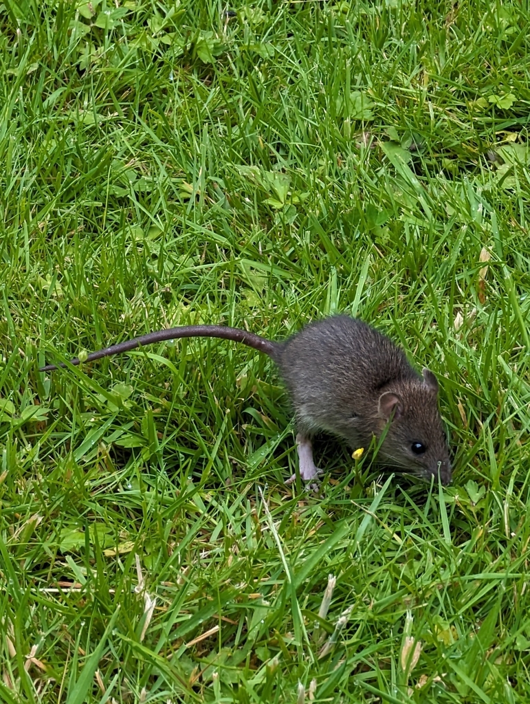 Brown Rat from Lingwood, Norwich NR13 4ET, UK on June 15, 2024 at 09:41 ...